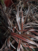 Astelia nivicola 'Red Devil' - Astelia - Plant List - Vibrant Earth