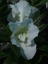 Azalea 'Alaska' - Azalea - Plant List - Vibrant Earth