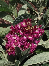 Buddleja colvilei - - Plant List - Vibrant Earth