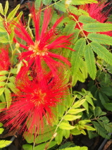 Calliandra tweedii - Mexican Flame Bush - Plant List - Vibrant Earth