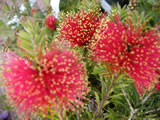 Callistemon pearsonii 'Rocky Rambler' - Bottlebrush - Plant List ...