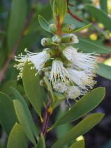 Callistemon 'White Anzac' - Bottlebrush - Plant List - Vibrant Earth