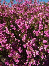 Coleonema pulchrum 'Rubrum' - Diosma - Plant List - Vibrant Earth