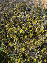 Corokia x virgata 'Geenty's Ghost' - Wire netting bush - Plant List ...