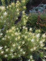 Leucadendron 'Cream Delight' - Bell's cream - Plant List - Vibrant Earth