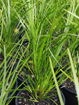 Lomandra 'Little pal' - - Plant List - Vibrant Earth