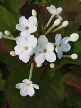 Luculia grandifolia. - Luculia - Plant List - Vibrant Earth