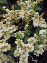 Pieris japonica 'Purity' - Lily of the valley shrub. - Plant List ...