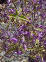 Prostanthera ovalifolia 'Variegata' - Australian Mint Bush - Plant List ...