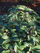 Viburnum davidii - David viburnum - Plant List - Vibrant Earth