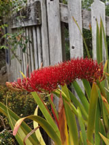 Xeronema callistemon - Poor Knights Lily - Plant List - Vibrant Earth